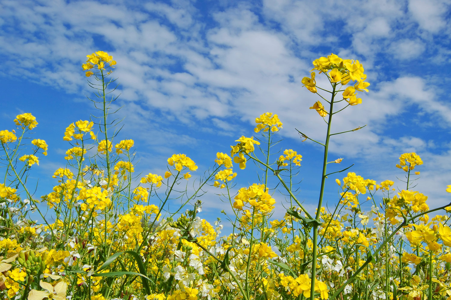 YellowFlowers – CWMA YellowFlowers – CWMA