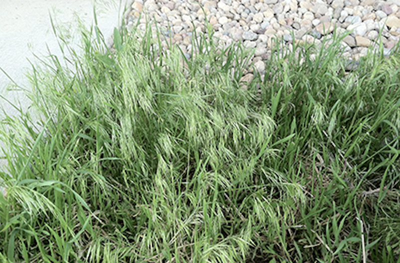 Cheatgrass – CWMA