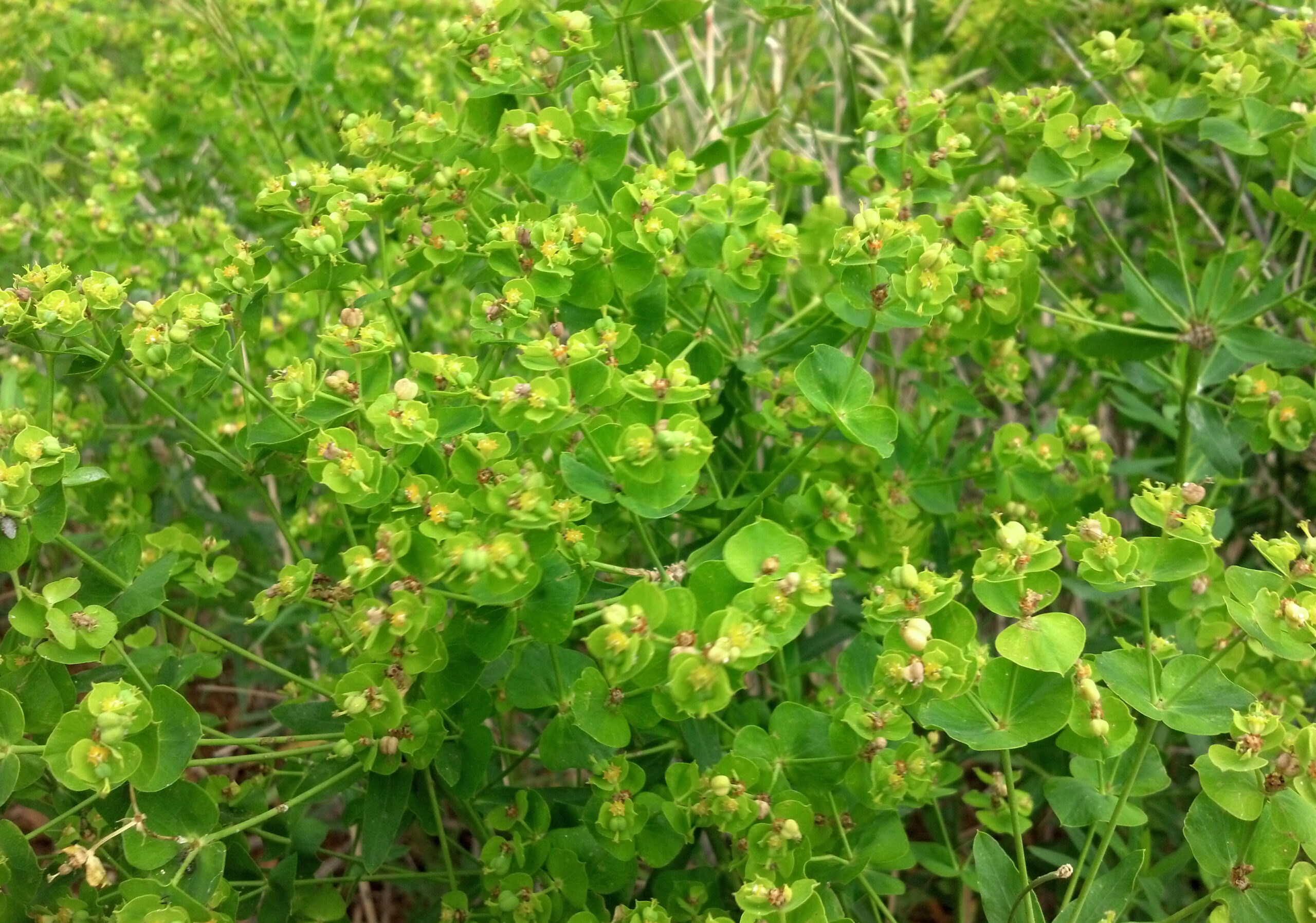 Poison Hemlock - CWMA