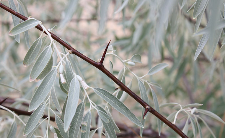 Russian Olive – CWMA