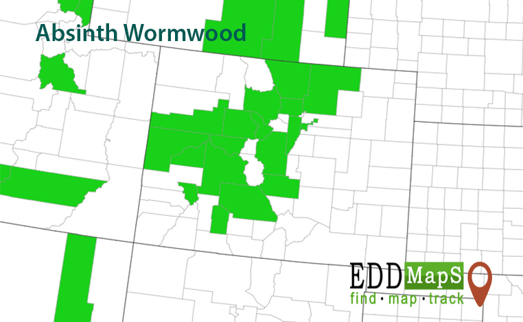 Absinth Wormood - CWMA