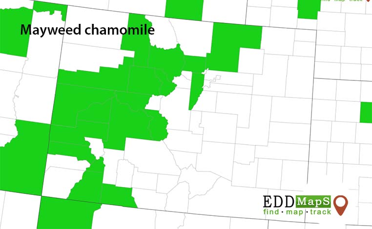 EDDMapS A-cotula – CWMA