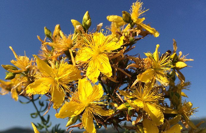 Common St. Johns Wart - CWMA