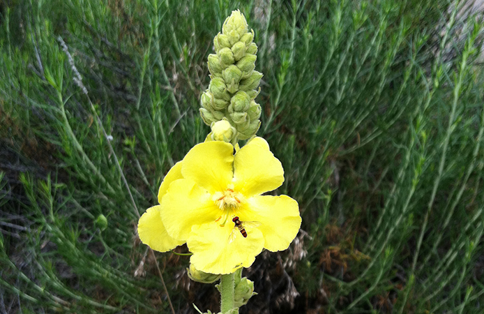 Common Mullein – CWMA