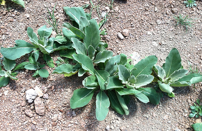 Common Mullein – CWMA