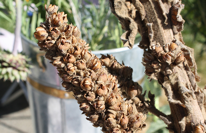 Common Mullein – CWMA